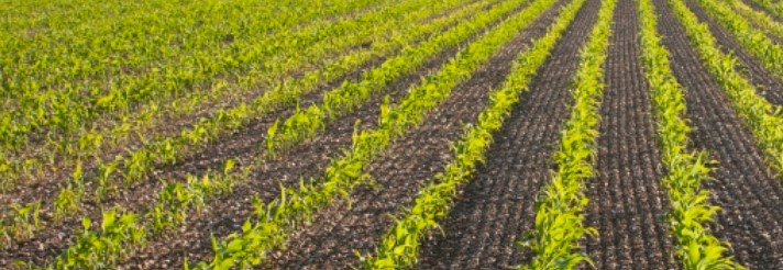 FAQ's of Bioengineered ingredients | HeaterMeals